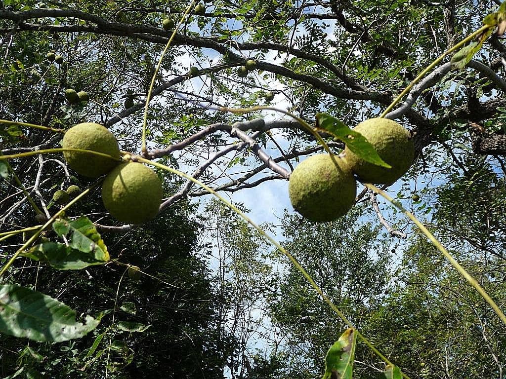 The Black Walnut - Native, Delicious and a Challenge to Open | East ...