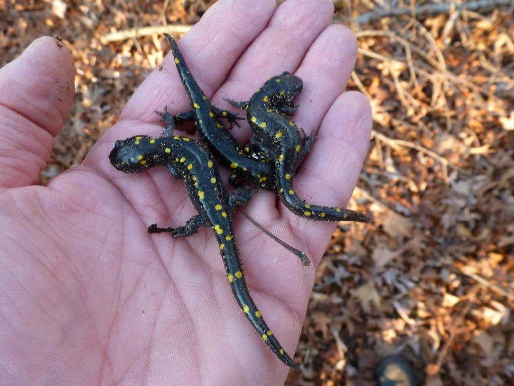 Saving our Salamanders - Come Thursday and Learn Why | East Brunswick ...