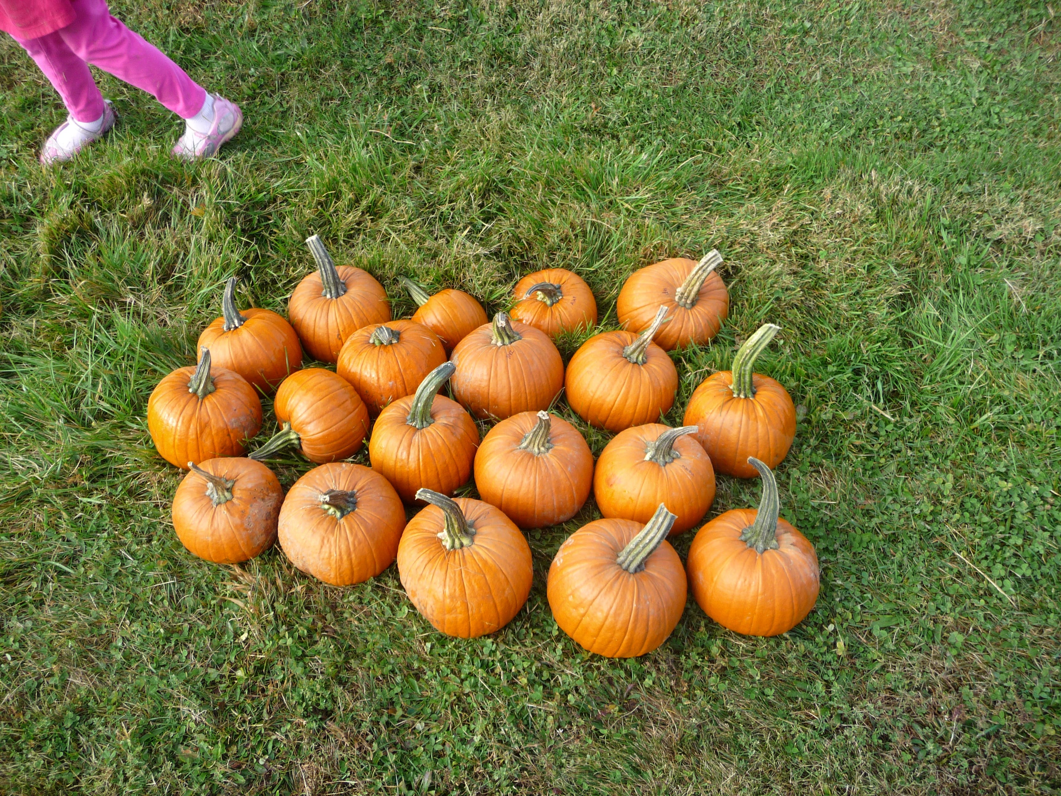 All Pumpkin, All The Time | Maplewood, NJ Patch