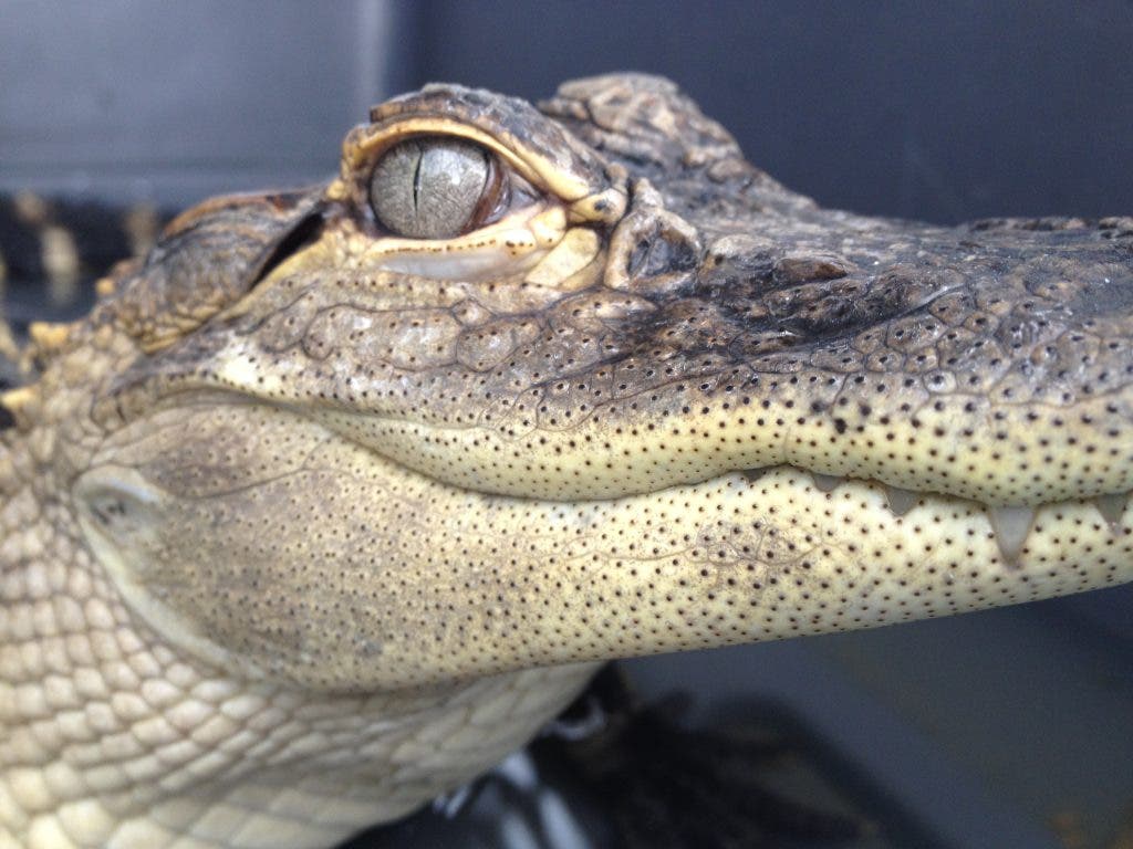 Gators in Norwalk! | Norwalk, CT Patch