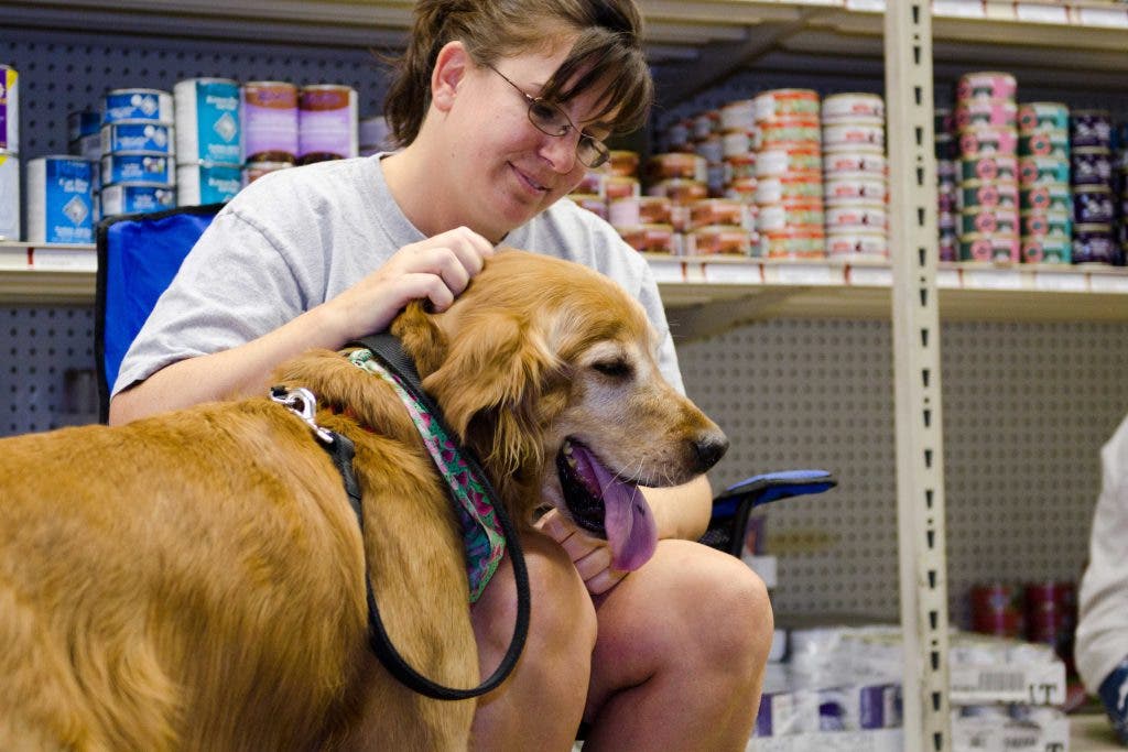 PHOTOS: GRREAT Adoption Day | Chantilly, VA Patch