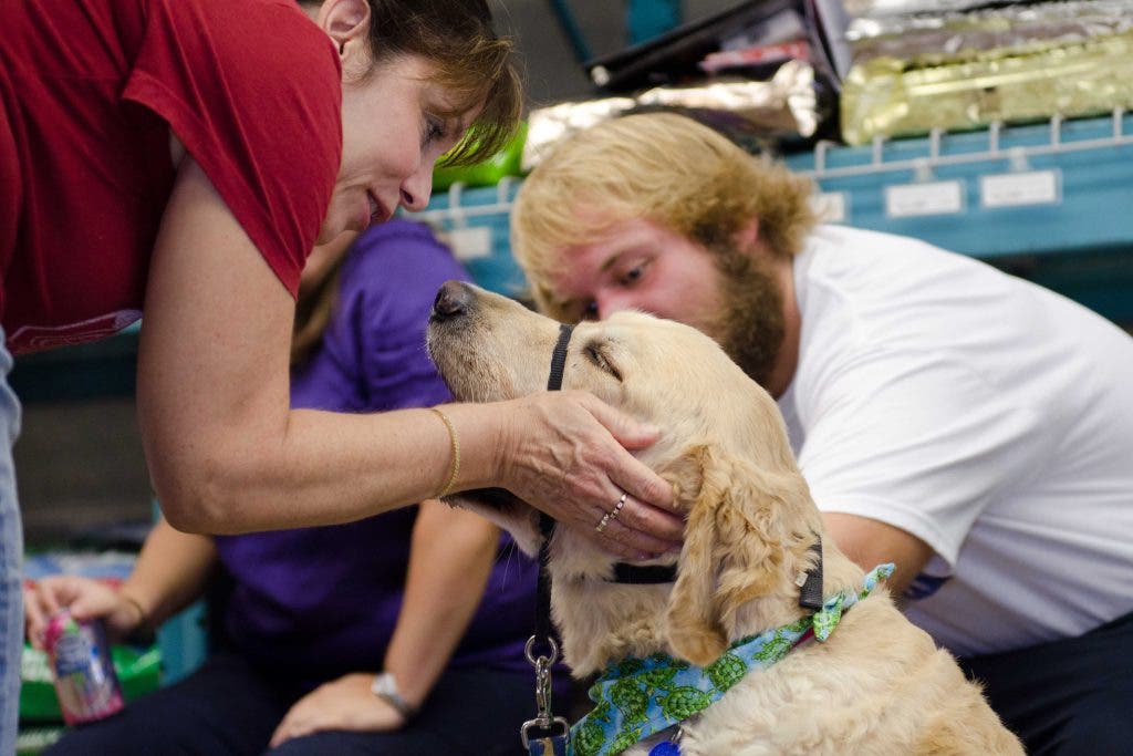 PHOTOS: GRREAT Adoption Day | Chantilly, VA Patch
