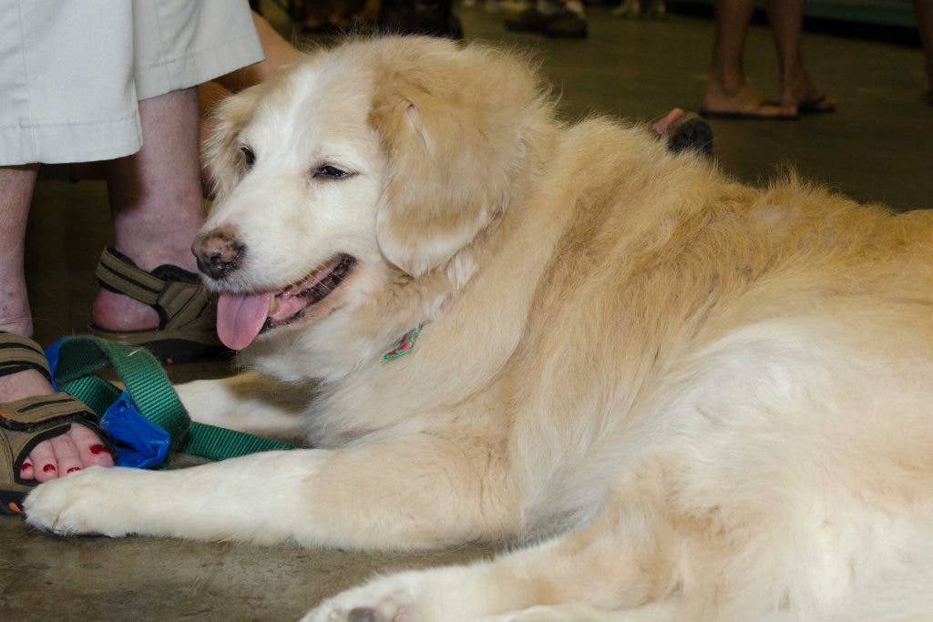 PHOTOS: GRREAT Adoption Day | Chantilly, VA Patch