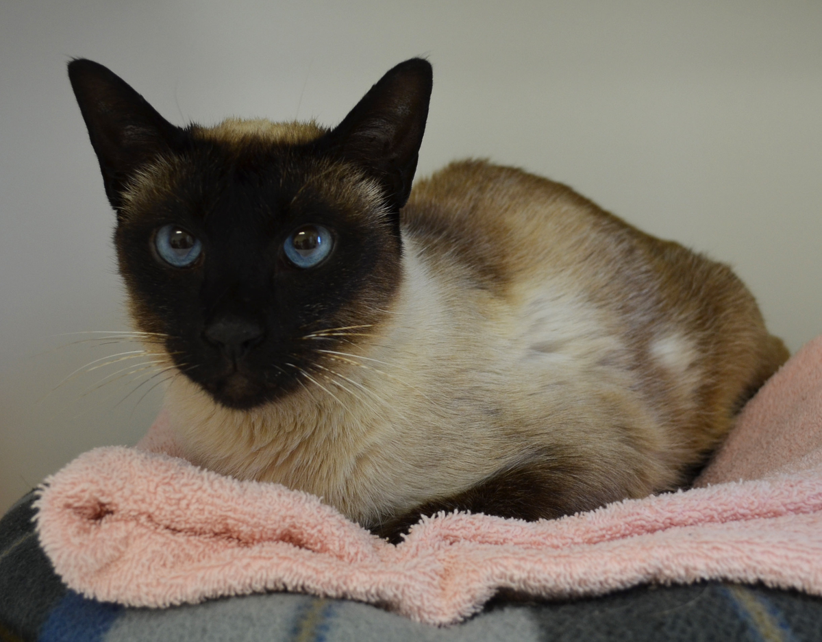 LOST SIAMESE CAT VICINITY OF FENCE CREEK DR., MADISON | Madison, CT Patch