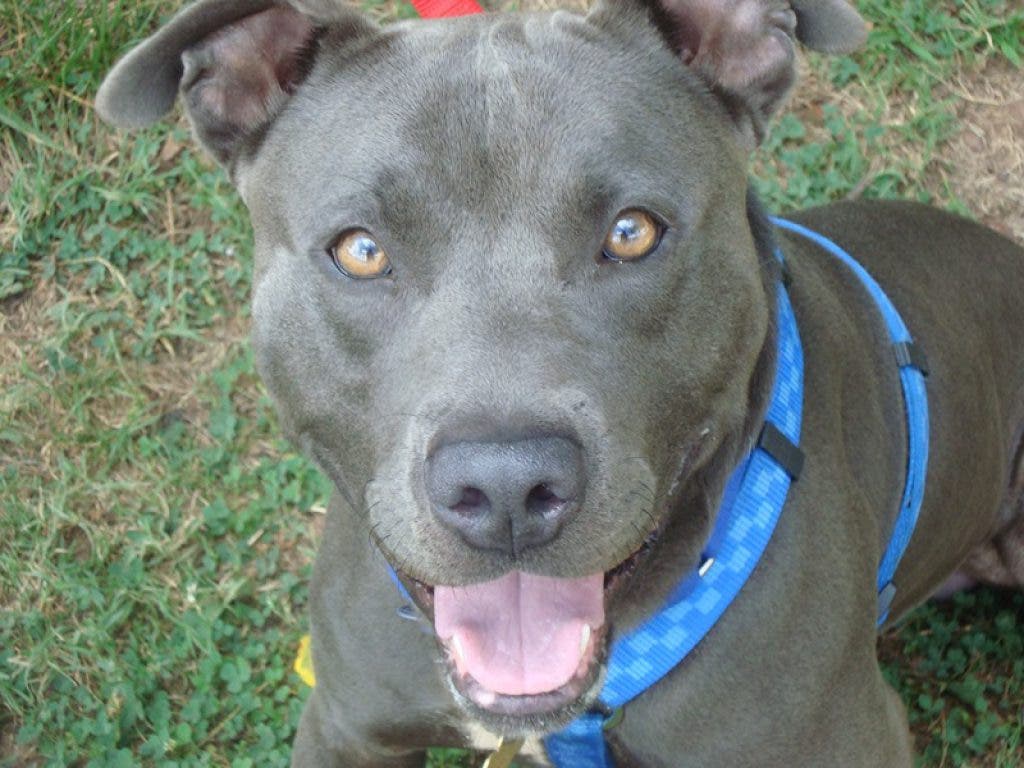 Should You Adopt A Pit Bull? | Stone Mountain, GA Patch