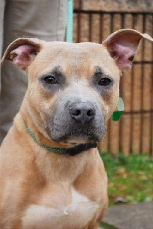 Should You Adopt A Pit Bull? | Stone Mountain, GA Patch