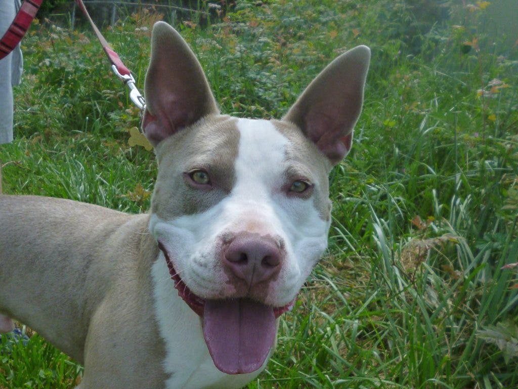 The Laughing Pit Bull | Stone Mountain, GA Patch