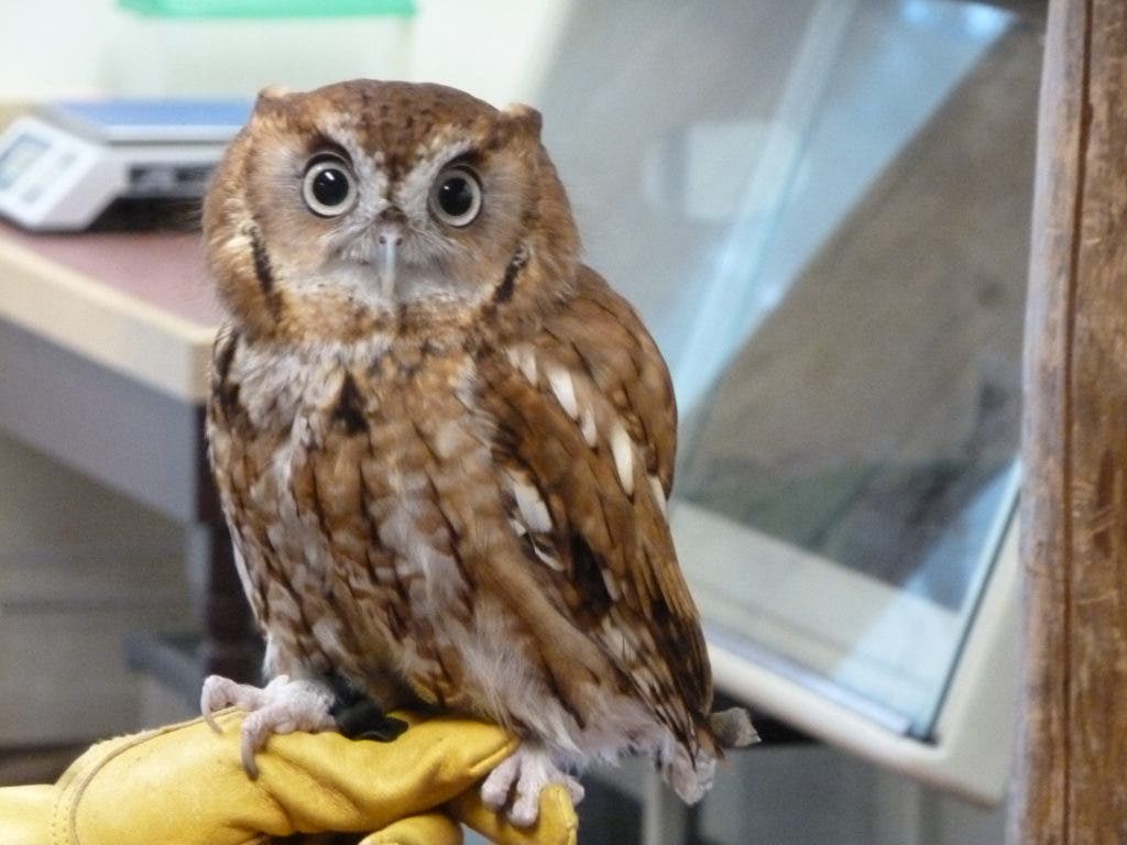 PHOTOS: Blue Hills Trailside Museum Fall Festival 2012 | Canton, MA Patch
