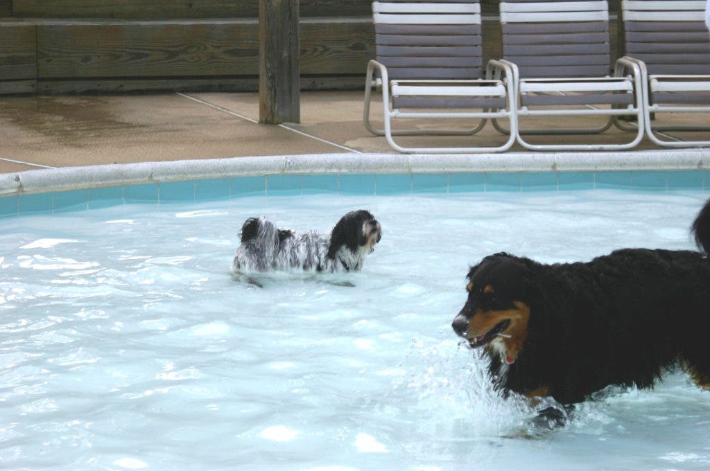 Pooches Pool Party | Columbia, MD Patch
