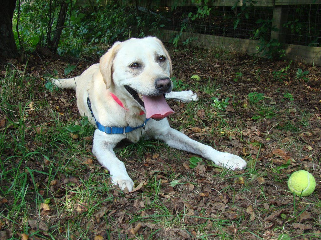 Town of Milton Reminds Residents to License Their Dogs | Milton, MA Patch