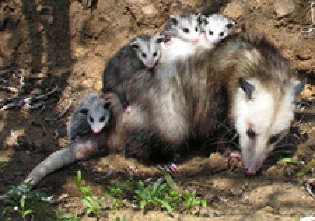 Malibu Nonprofit's Live-Streaming Videos of Baby Animals Entertain and ...