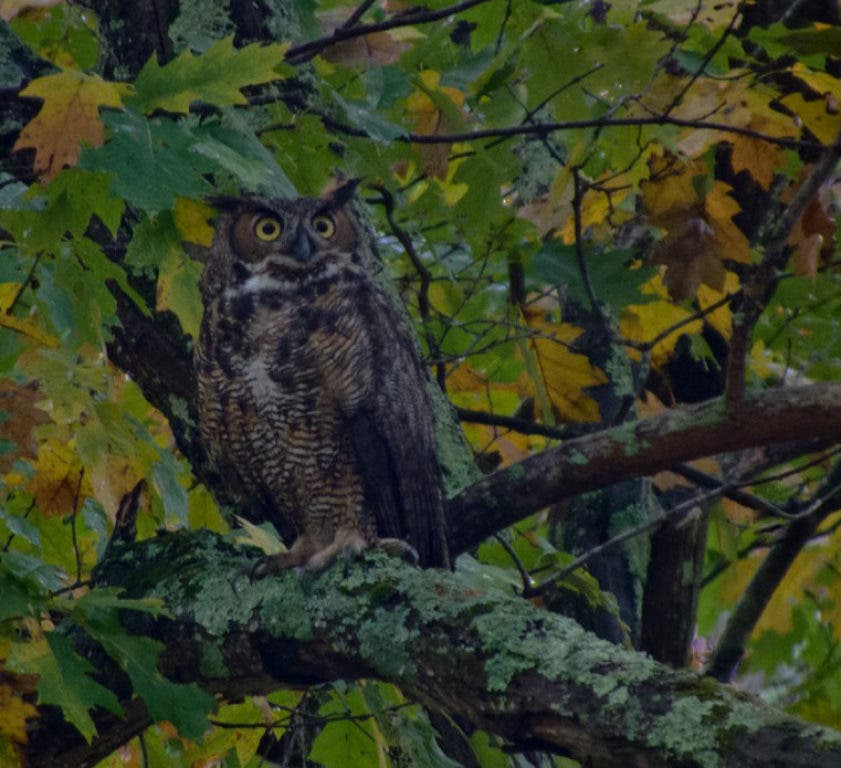 Owl Prowl Adventures under the Moon | Natick, MA Patch