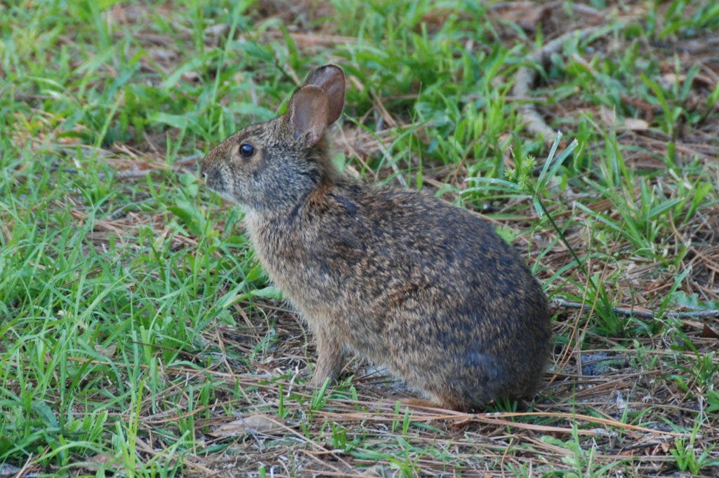 Moles, Voles, and Varmints | New Canaan, CT Patch