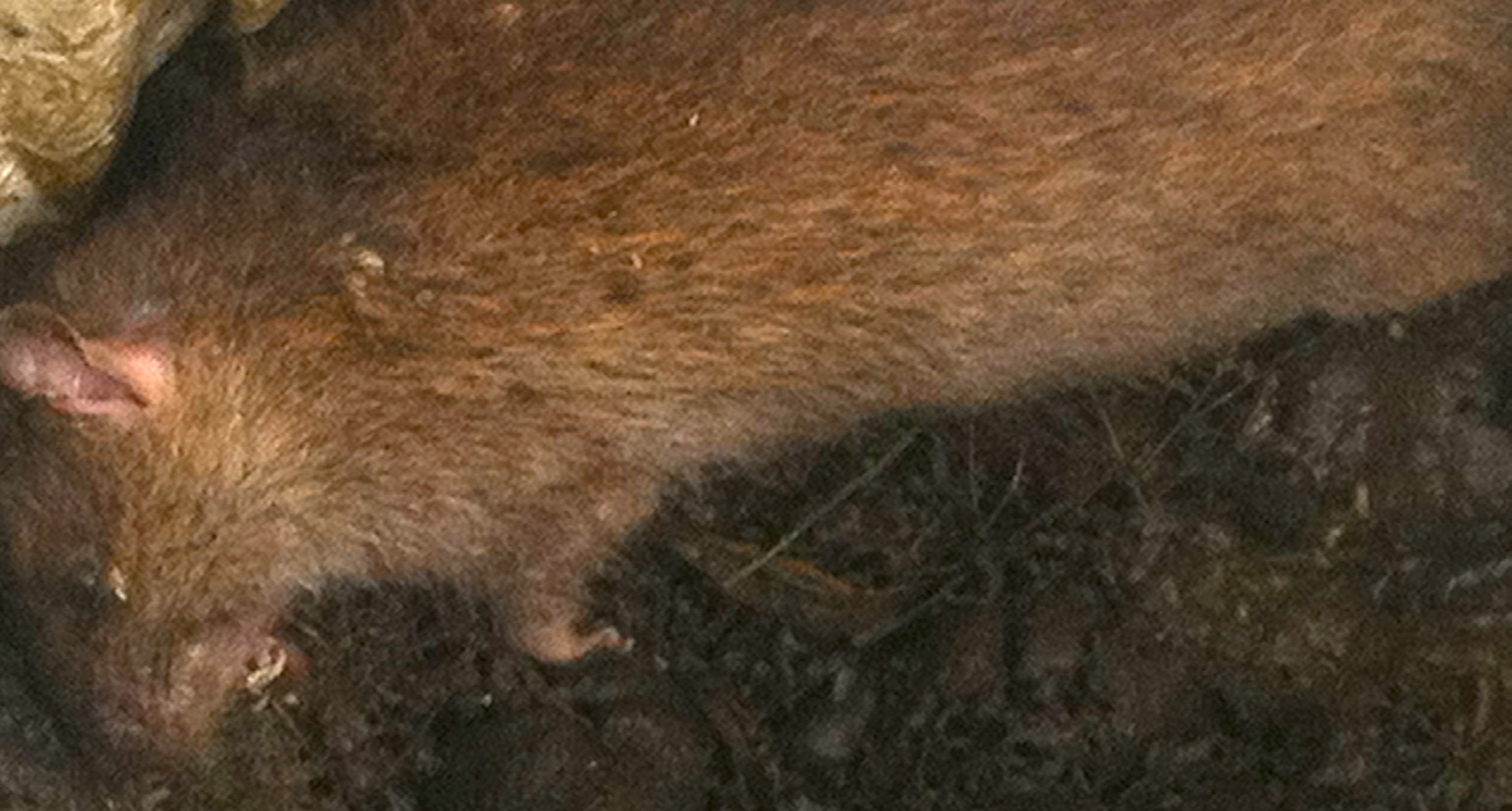 Rats Run Wild on Henley, Plaguing Residents | New Milford, NJ Patch