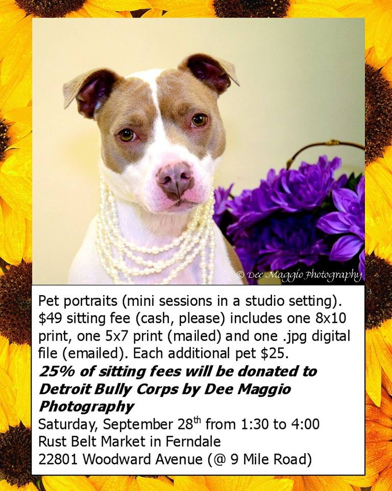 Detroit Bully Corps Adoption Event & Pet Portraits at Rust Belt ...