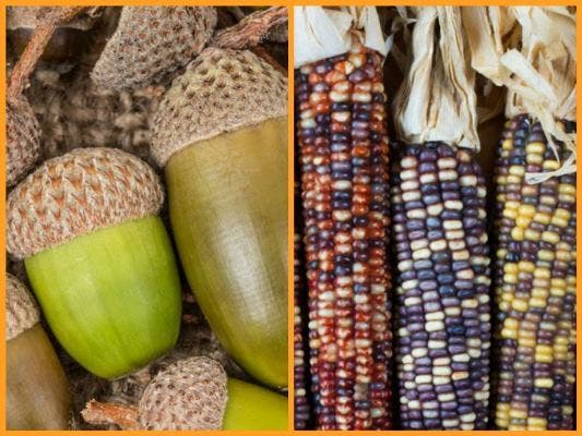 Acorns and Indian Corn | Wyandotte, MI Patch