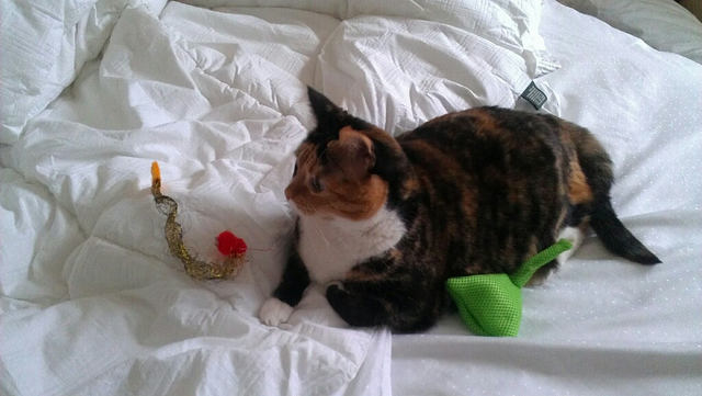 Lost Female Calico Cat | Wilmington, MA Patch
