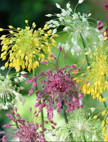 Flower Bulb Sale to Benefit the Merion Botanical Park | Narberth, PA Patch