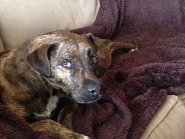MISSING BOXER-LAB DOG in MALIBU | Malibu, CA Patch