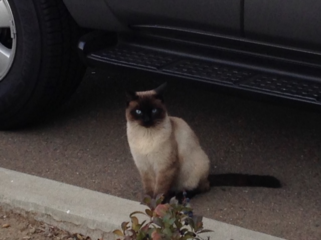 FOUND SIAMESE CAT | Livermore, CA Patch
