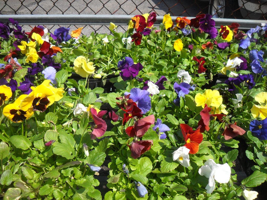 #91 - Spring Planting in Kings Park | Kings Park, NY Patch