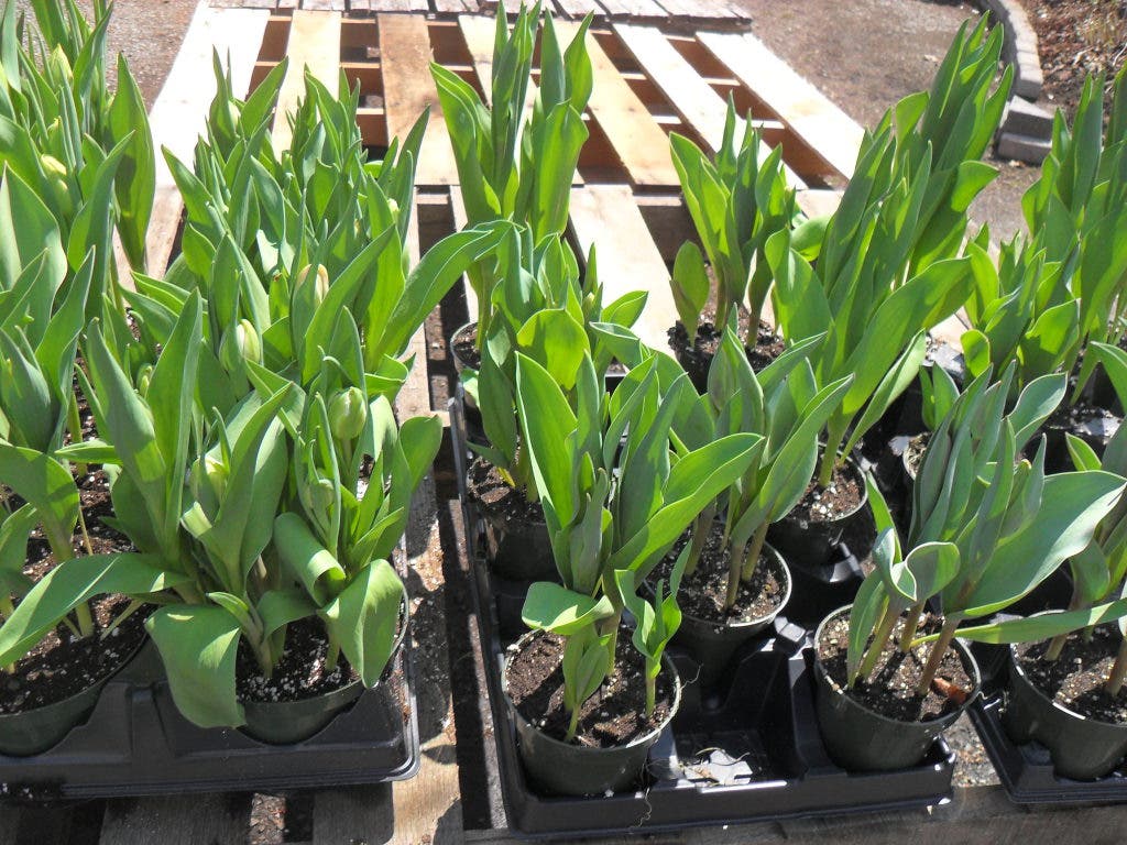 #91 - Spring Planting in Kings Park | Kings Park, NY Patch