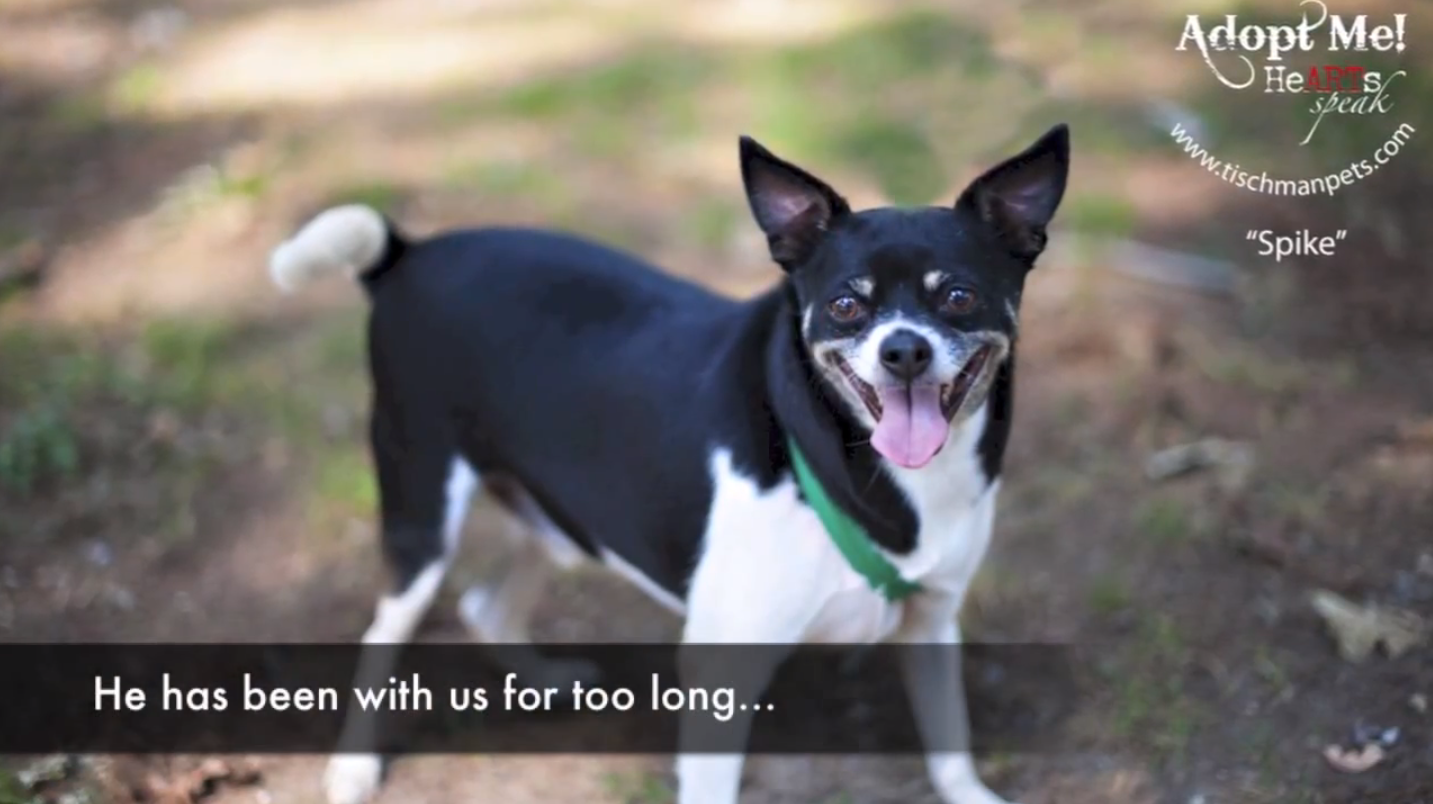 The MOST CHILL Chihuahua EVER! | Greenwich, CT Patch
