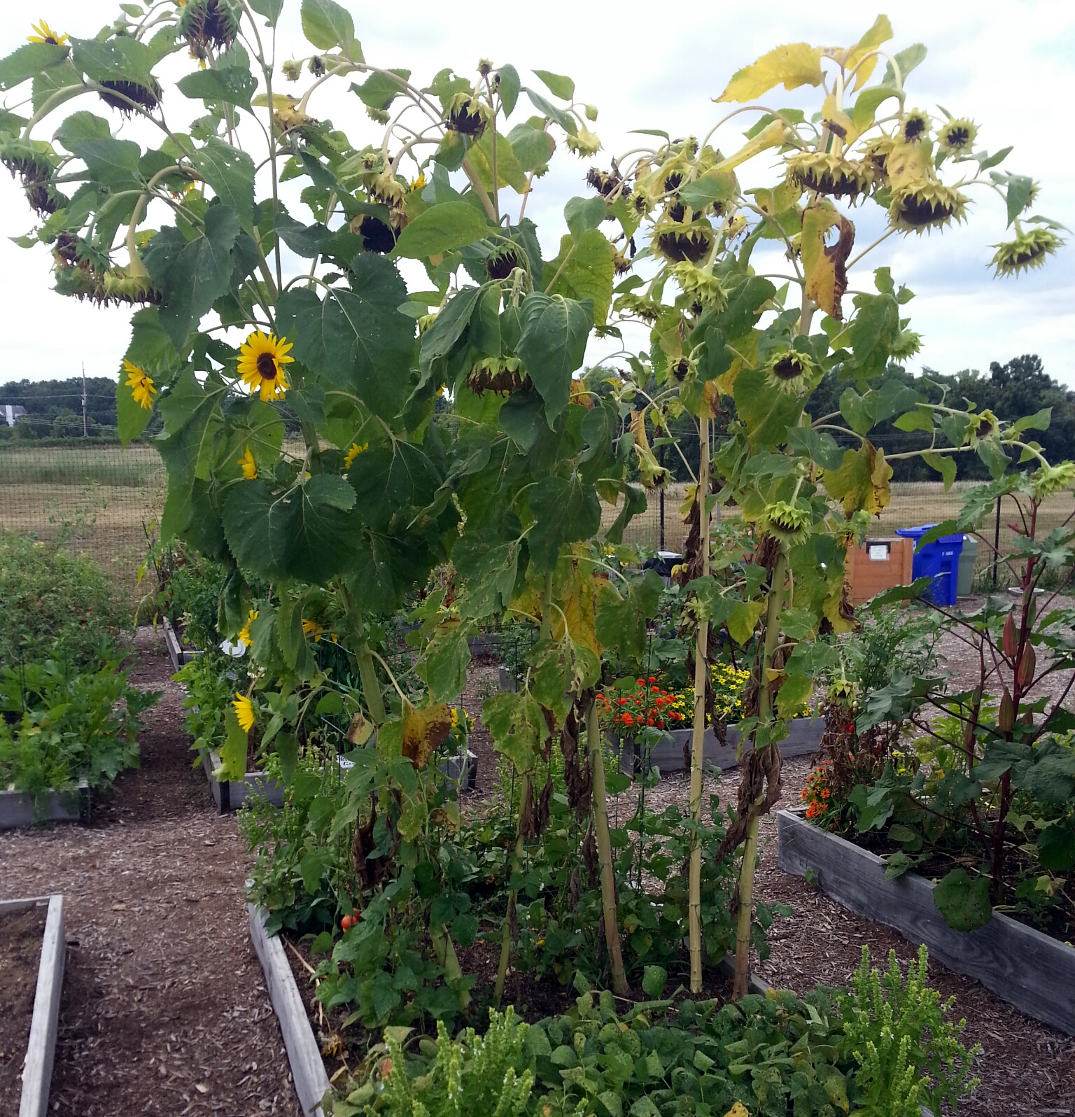 Five Bountiful Plots at the Wildwood Community Garden | Eureka, MO Patch