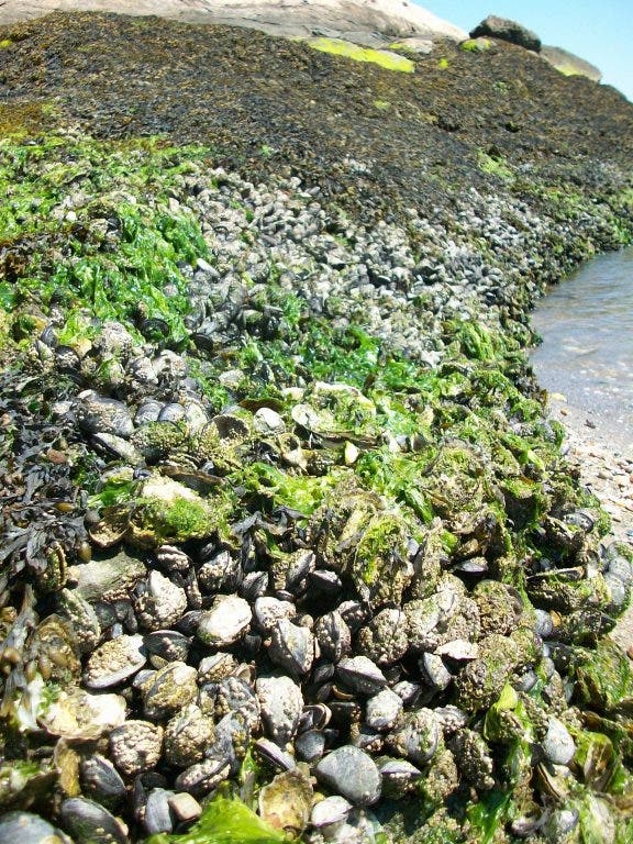 Kayak to GLT's Shell Island | Greenwich, CT Patch