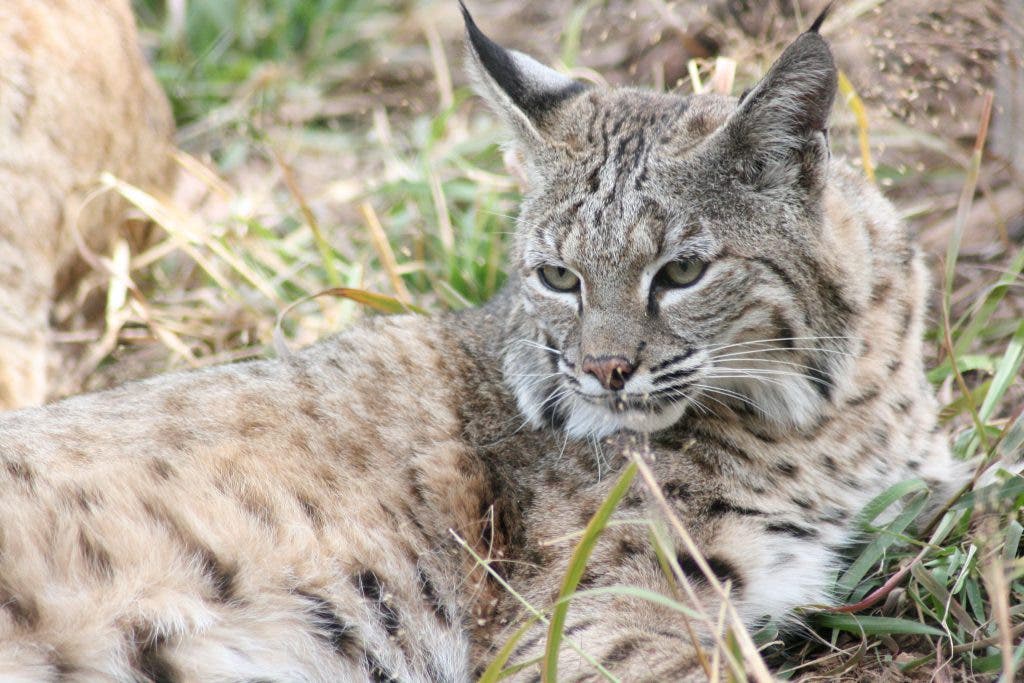 Cosley Zoo Welcomes Conservation Success Story to New Exhibit | Wheaton ...
