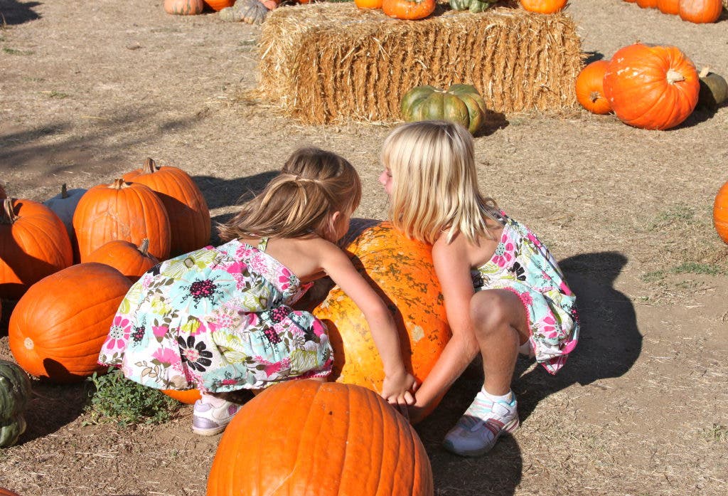 Peltzer Farms Pumpkin Patch Opens | Temecula, CA Patch