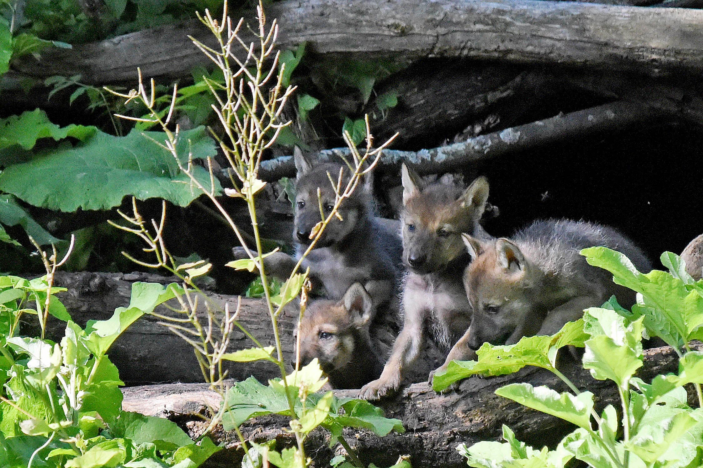 Photos: Mexican Gray Wolf Puppies Born at Brookfield Zoo | La Grange ...