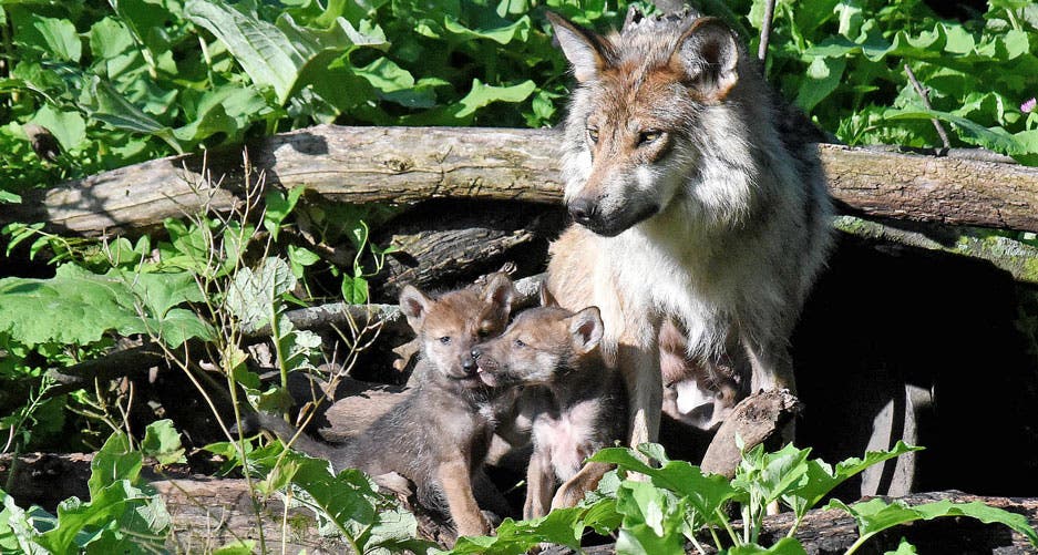 Photos: Mexican Gray Wolf Puppies Born at Brookfield Zoo | Western ...
