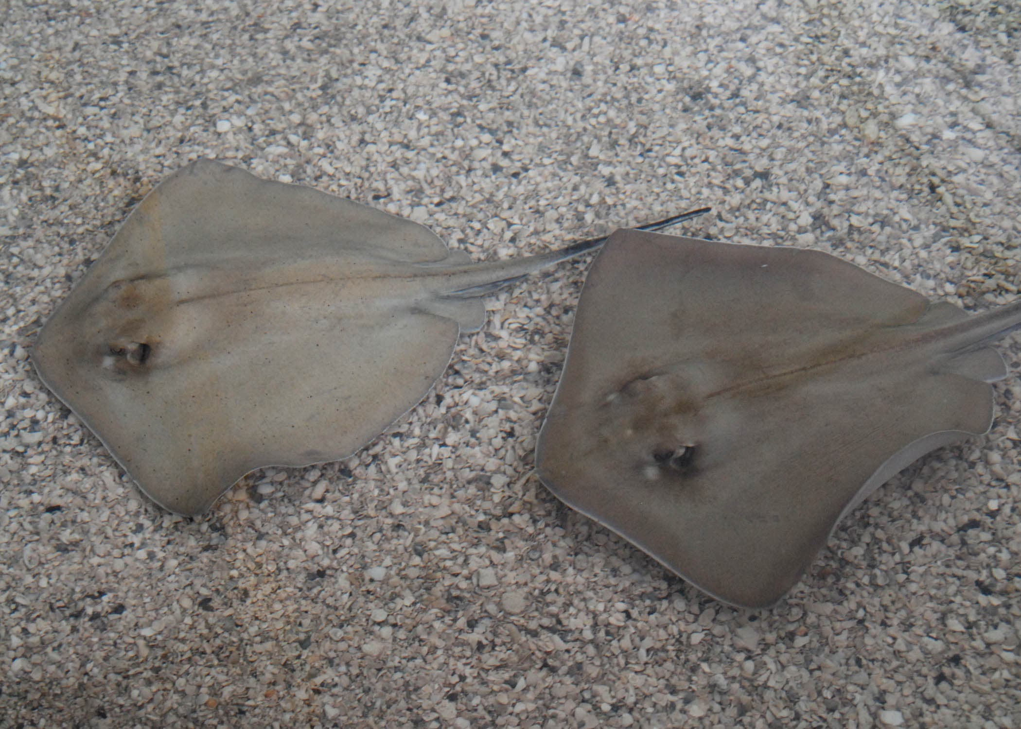 54 Stingrays Die at Brookfield Zoo After Oxygen Level Drops | La Grange ...