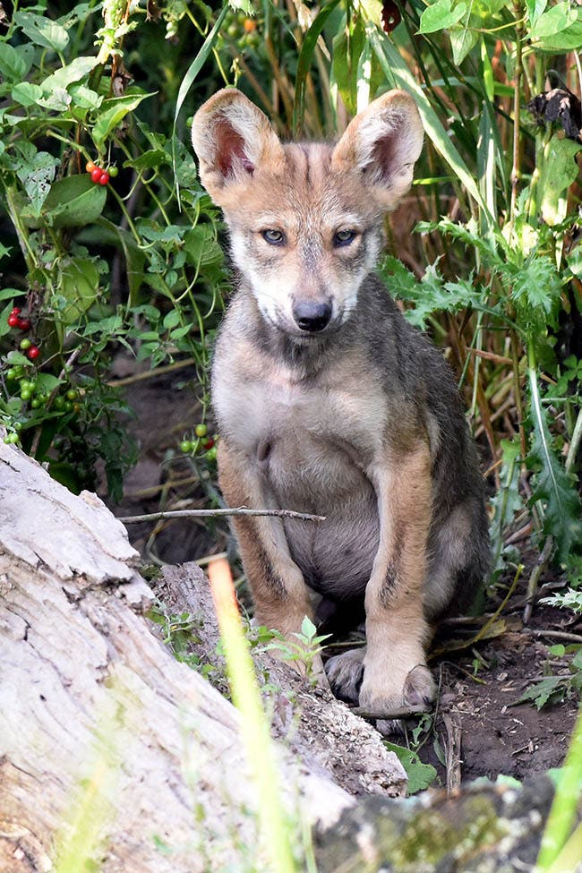 Brookfield Zoo Announces Names of Mexican Gray Wolf Puppies | Western ...