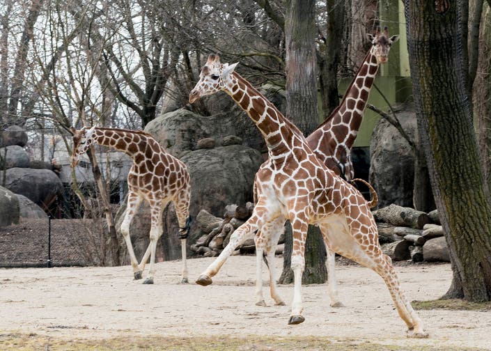 Giraffes Frolic in Early Spring Weather at Brookfield Zoo | La Grange ...