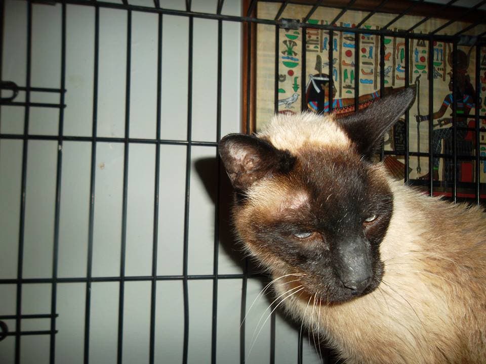 Found Siamese Cat in Tiverton | Tiverton, RI Patch