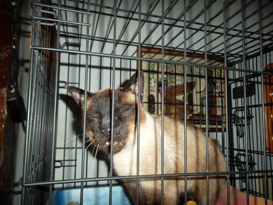 Found Siamese Cat in Tiverton | Tiverton, RI Patch