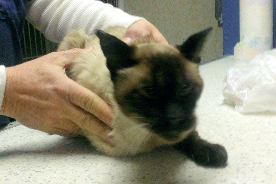 Siamese Cat Found in Southbury | Southbury, CT Patch