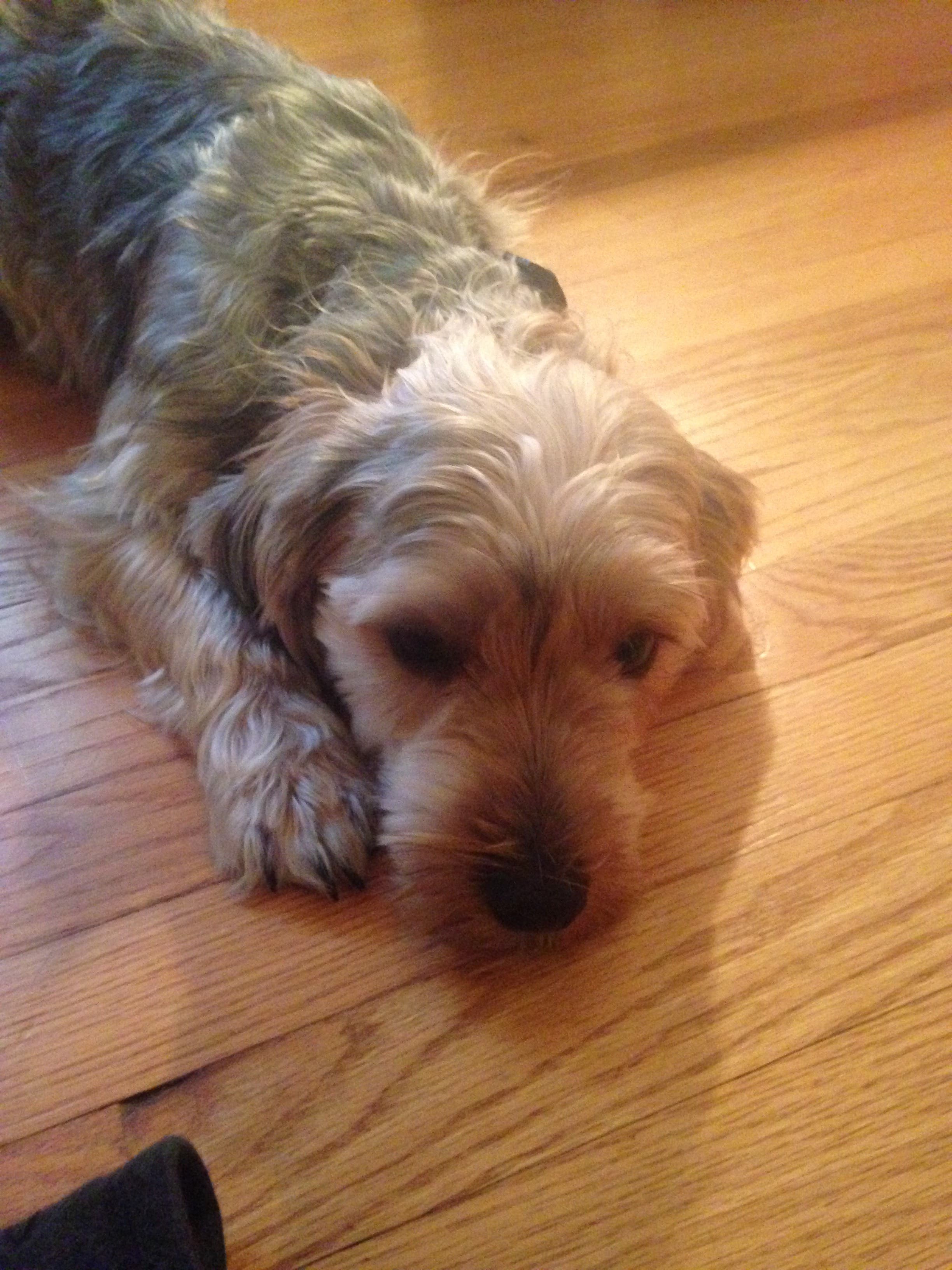 Missing Dog "cutie" Small Yorkie. | Farmington, CT Patch