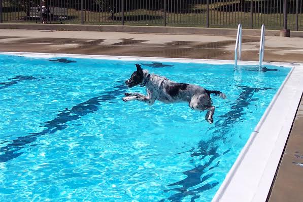 Celebration of 50 Years of Mitchell Pool Memories is Sunday | Deerfield ...