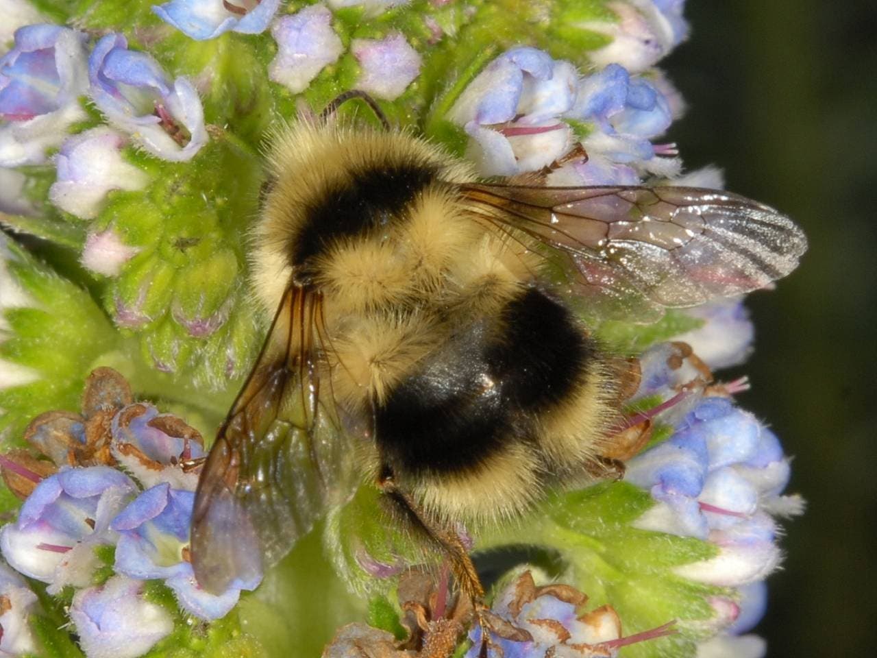 Bee Bop at Lindsay Wildlife! | Walnut Creek, CA Patch
