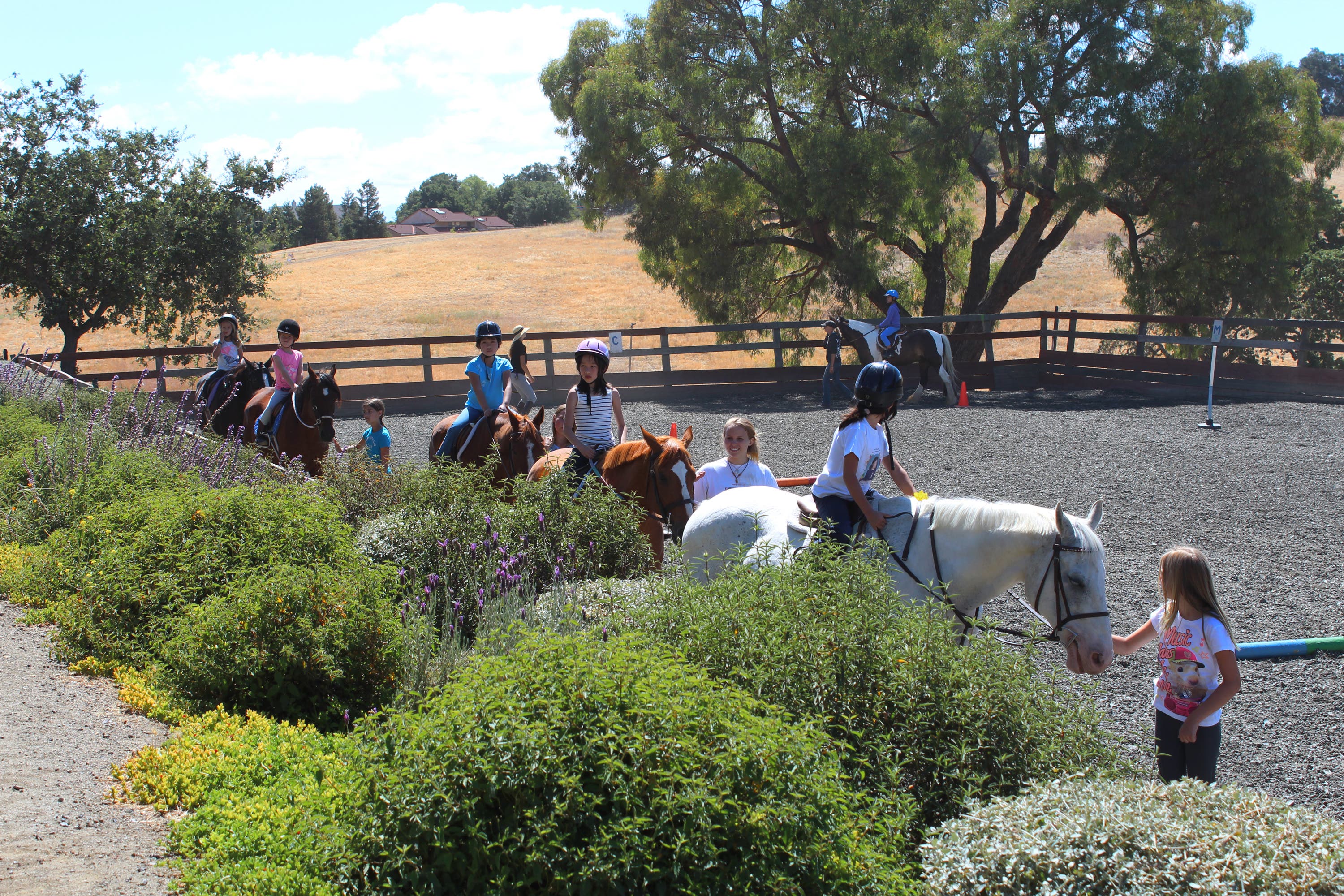 Summer Riding Camp at Westwind Community Barn in Los Altos Hills | Los ...