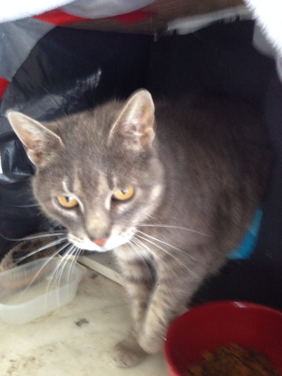Grey cat missing in the Valley View Rd. area! | Newtown, CT Patch