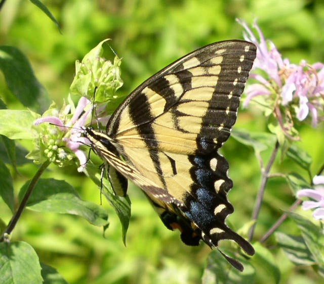NJ Audubon: Introduction to the Butterflies of New Jersey ...