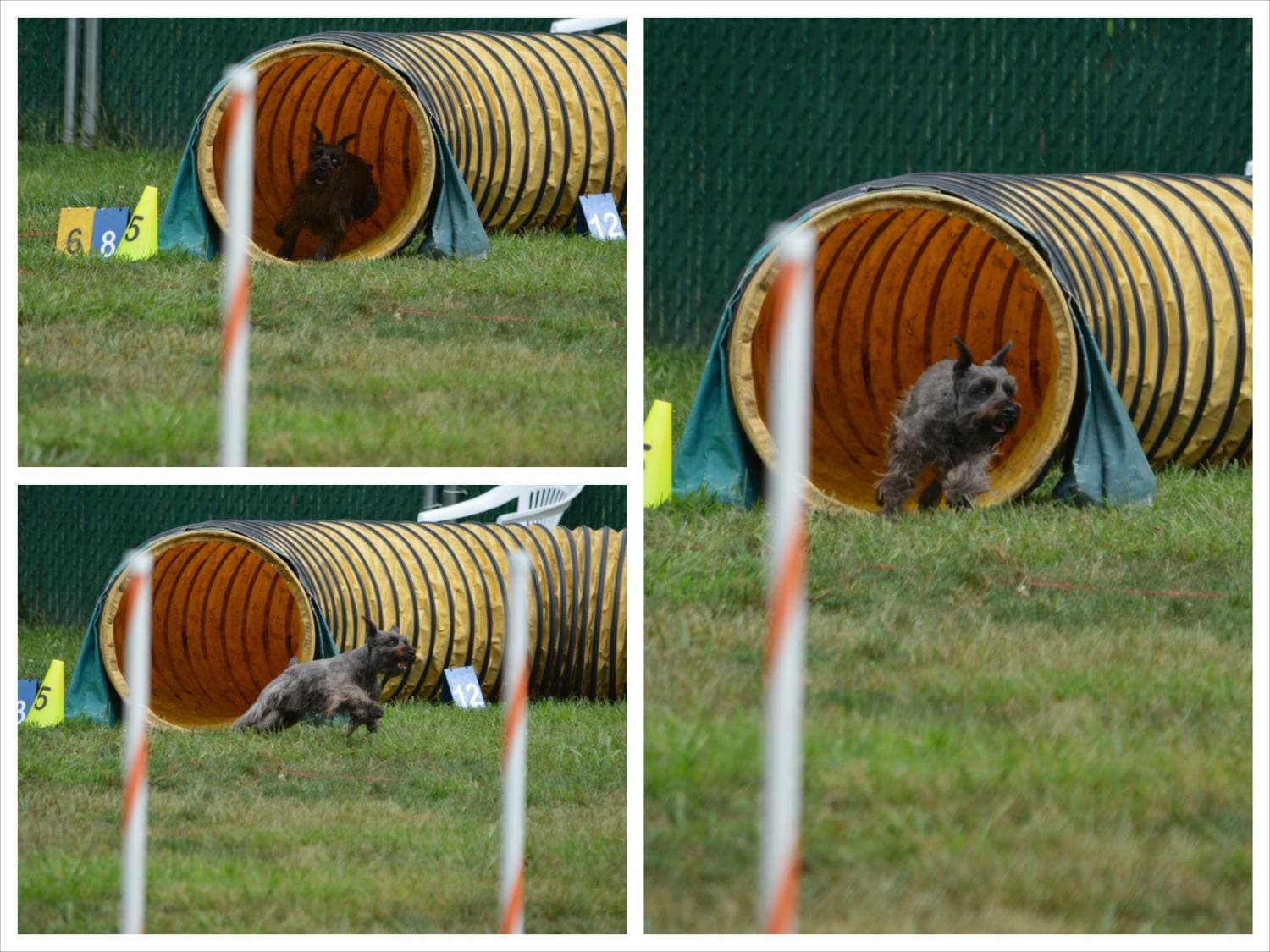 Dog Agility Fun Day! | Wall, NJ Patch