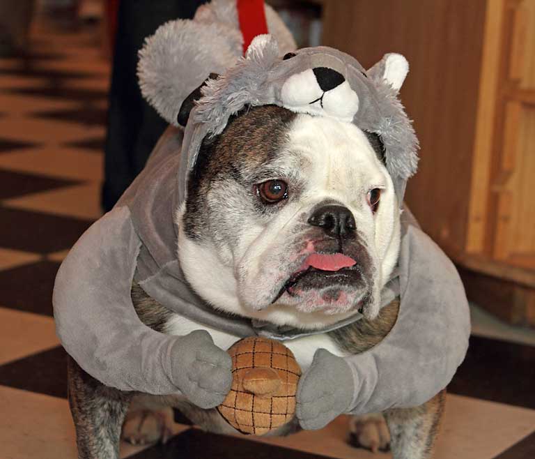 Dog Ban Plan Getting Curbed | Wilton, CT Patch