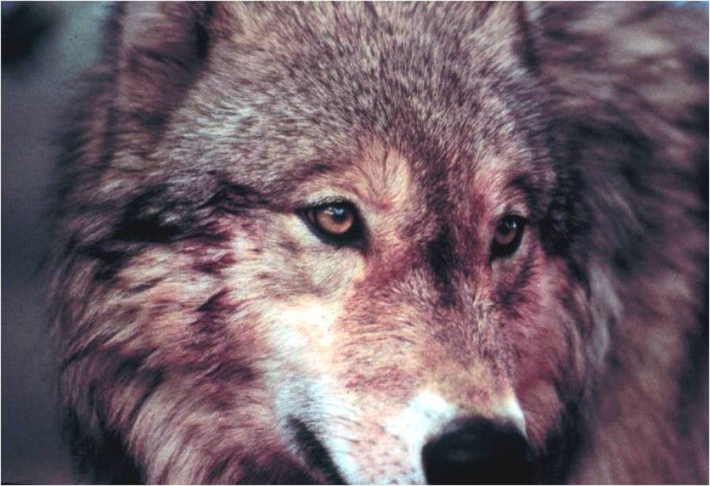 Wild Wolves in California — A Special Presentation This Sunday ...