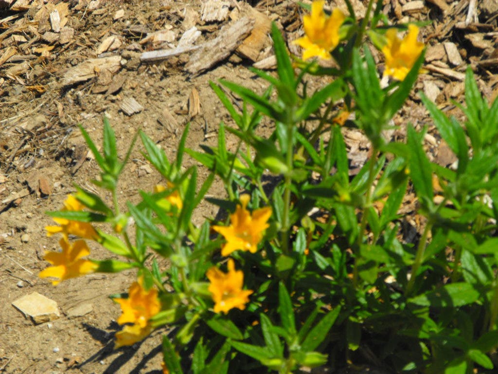 Nature Made Easy: Gardening With Native Plants | Calabasas, CA Patch