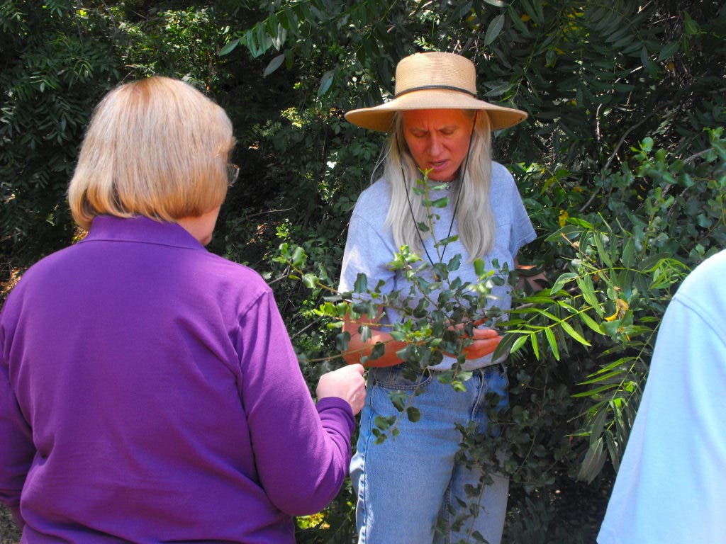 Nature Made Easy: Gardening With Native Plants | Calabasas, CA Patch